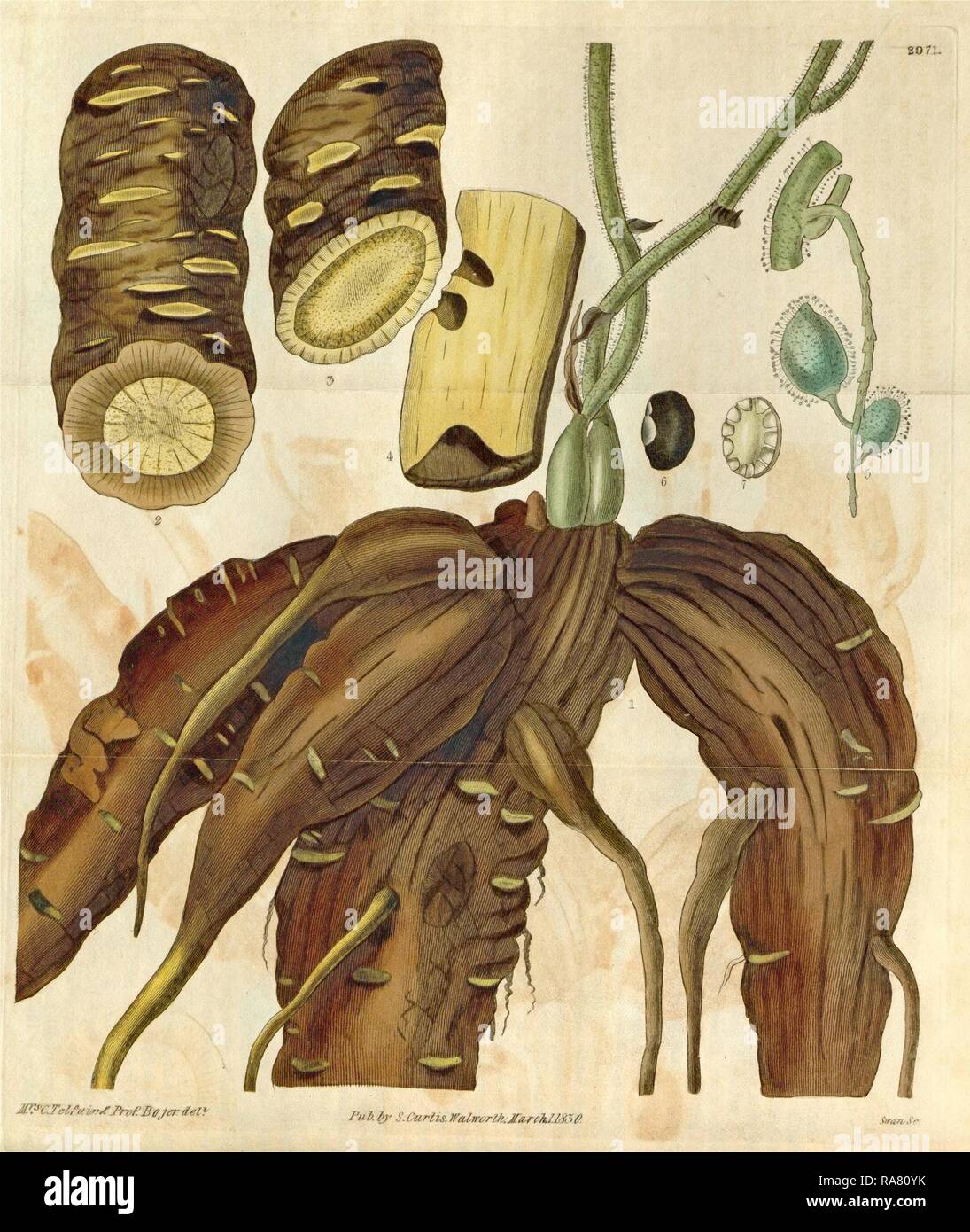 Botanical print or English natural history illustration by Joseph Swan ...