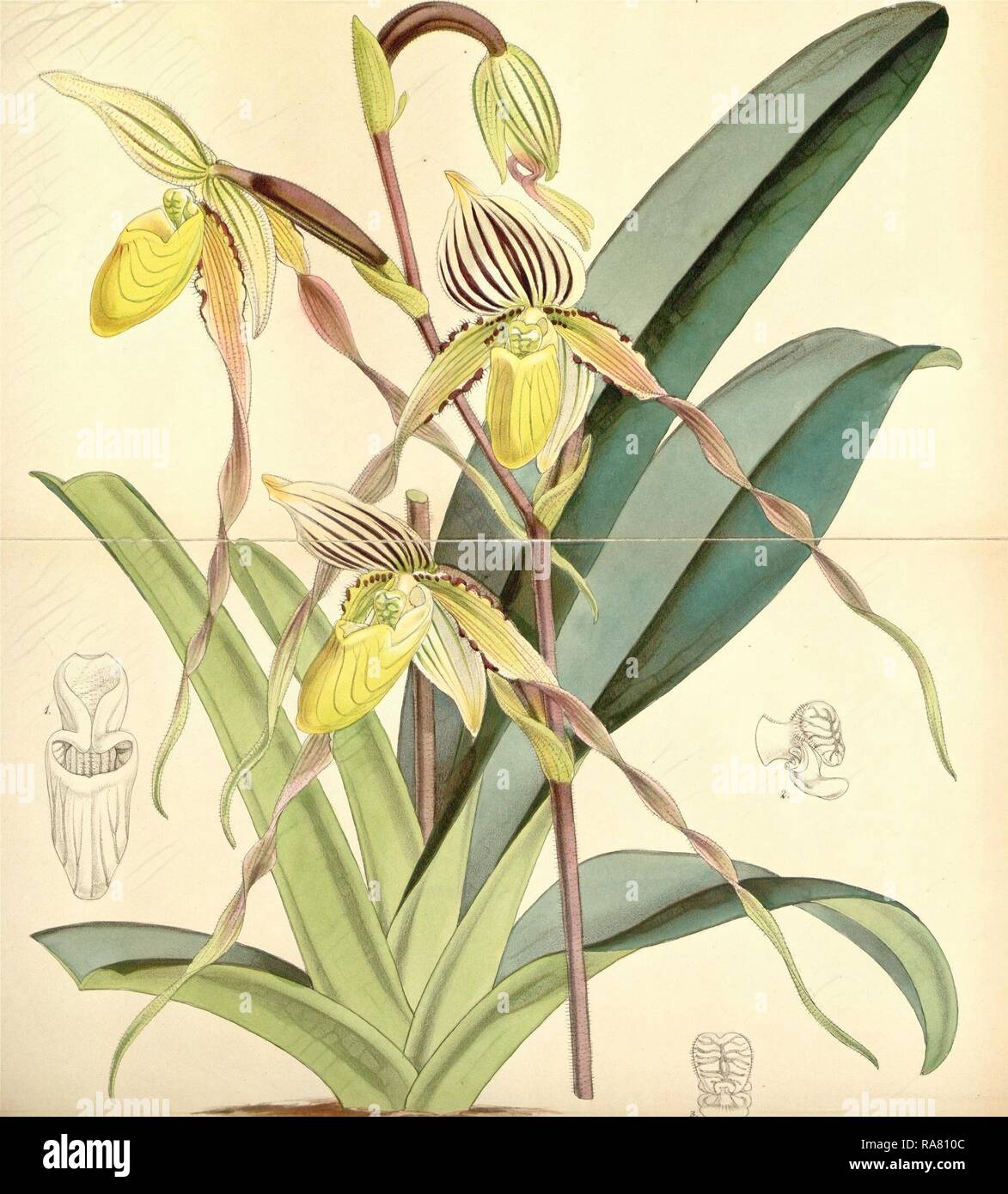 19th century botanical colour print. Botanical illustration. Form ...