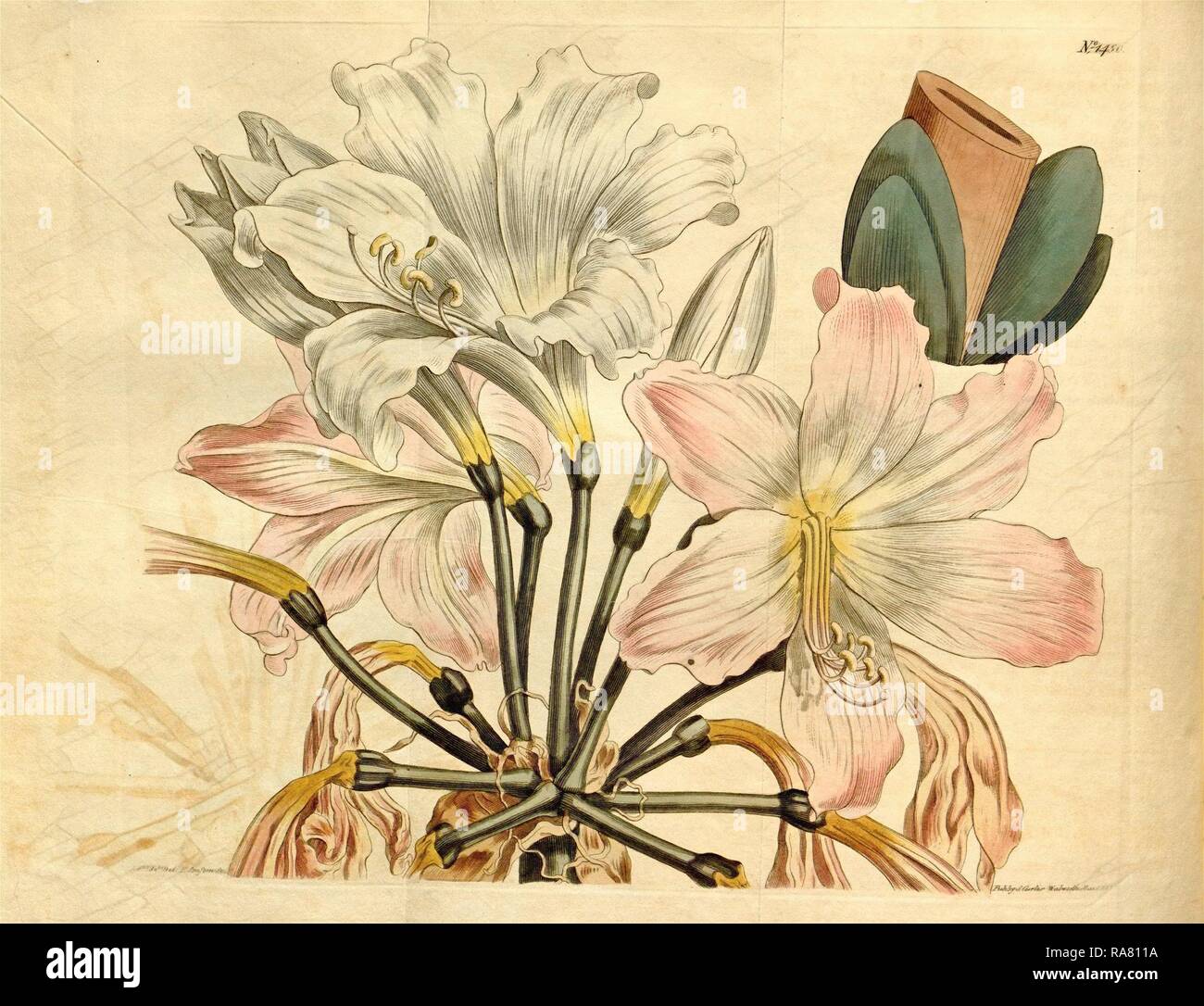 19th century botanical colour print. Botanical illustration. Form ...