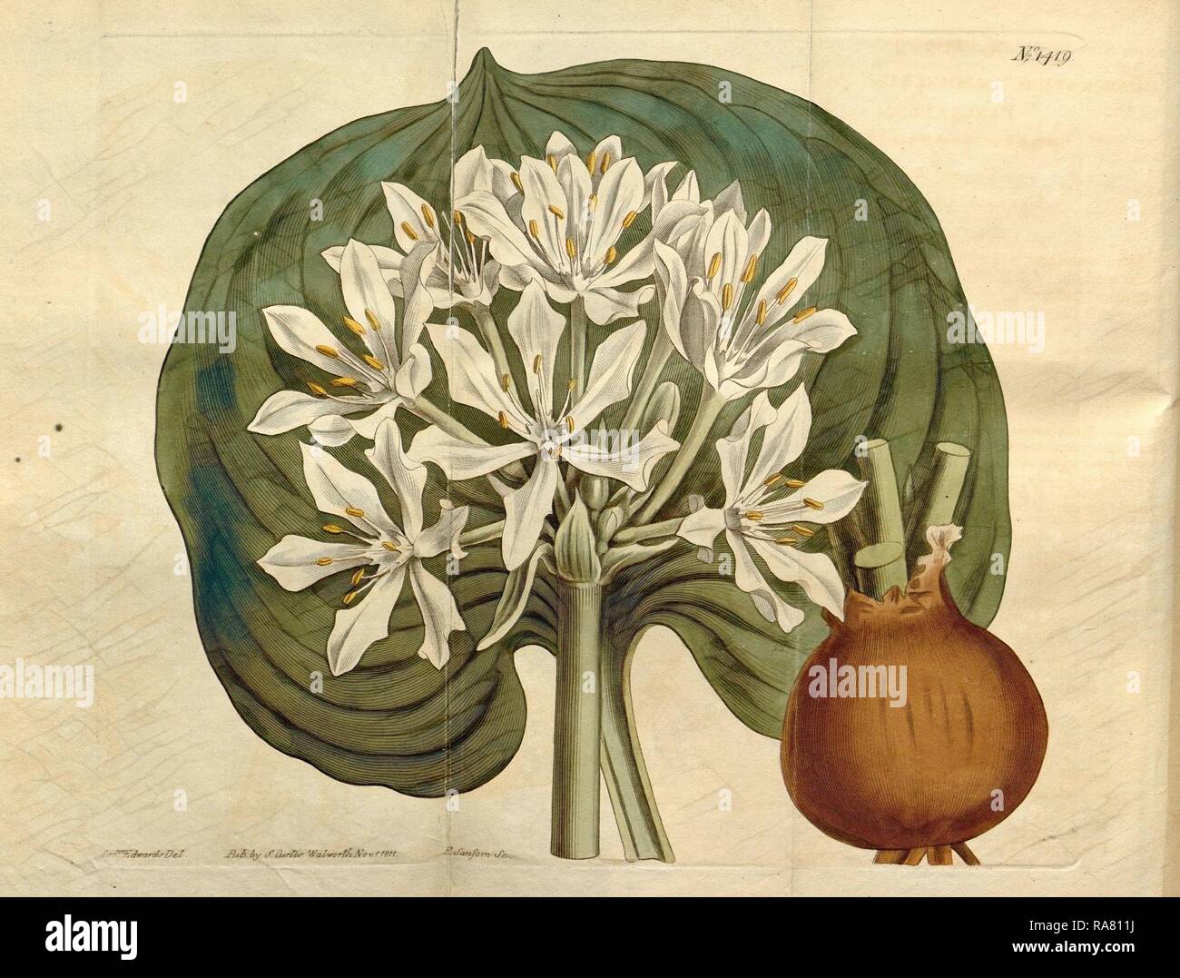 Botanical print by Sydenham Teast Edwards 1768 – 1819, Sydenham Edwards ...