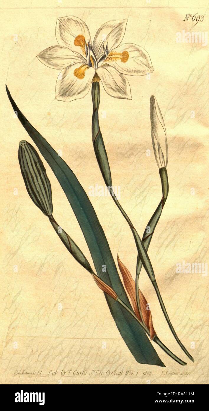 Botanical print by Sydenham Teast Edwards 1768 – 1819, Sydenham Edwards ...