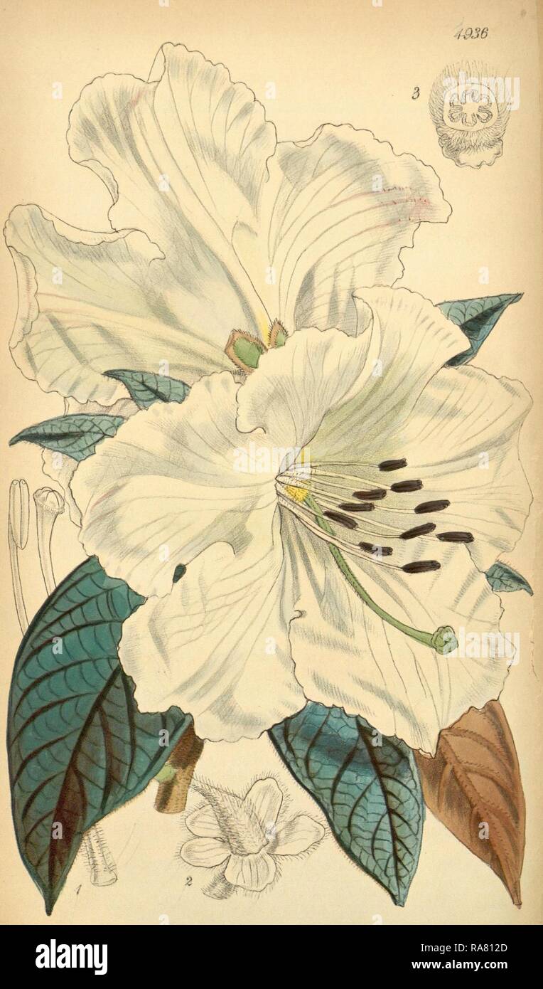 19th century botanical colour print. Botanical illustration. Form ...