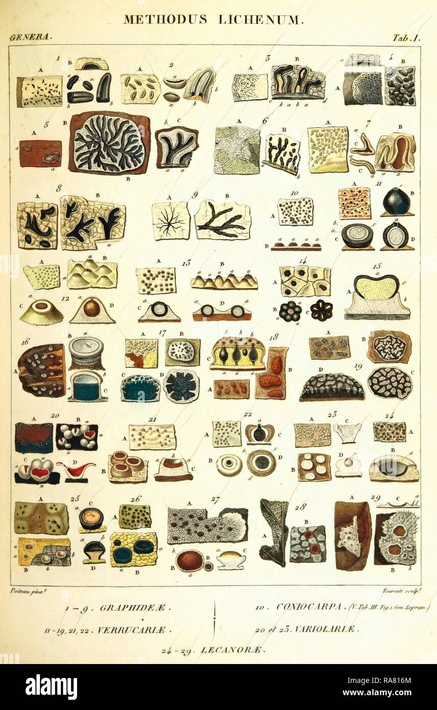 Methodus Lichenum, 19th century engraving, lichen, lichens. Reimagined ...