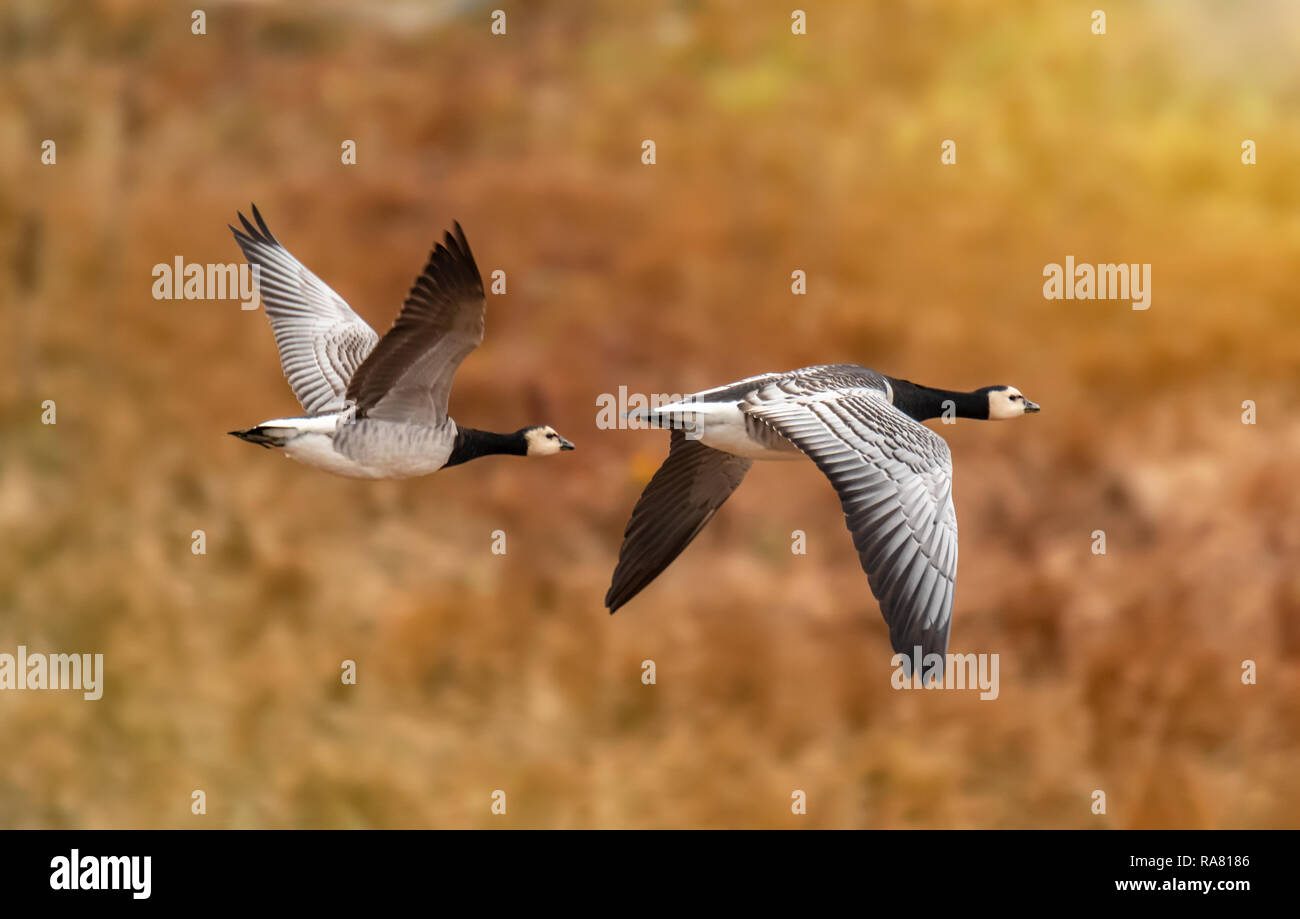 pair of barnacle geese flying in autumn sun Stock Photo - Alamy
