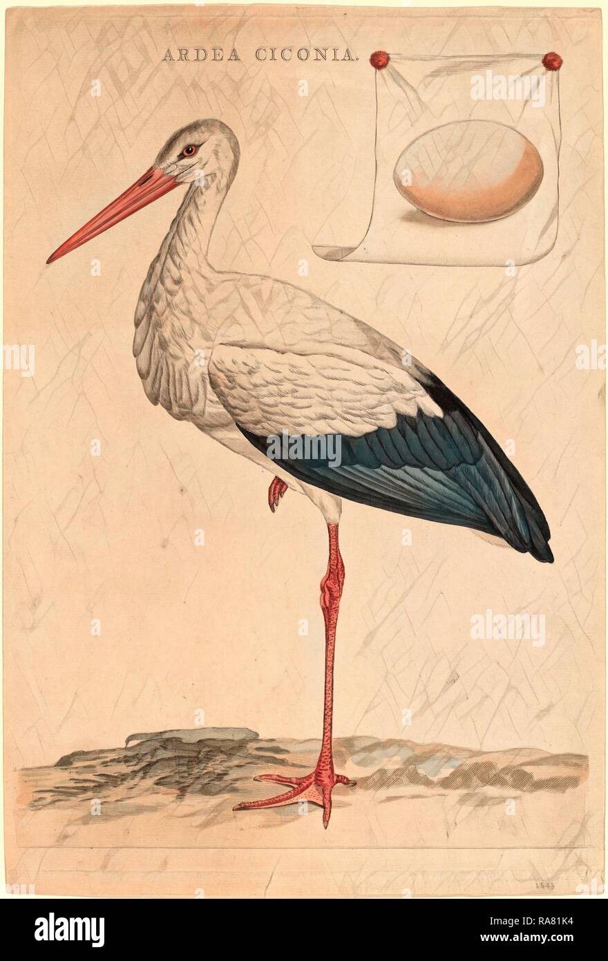 Jan Christiaan Sepp (Dutch, 1739 - 1811 ), The White Stork, hand ...