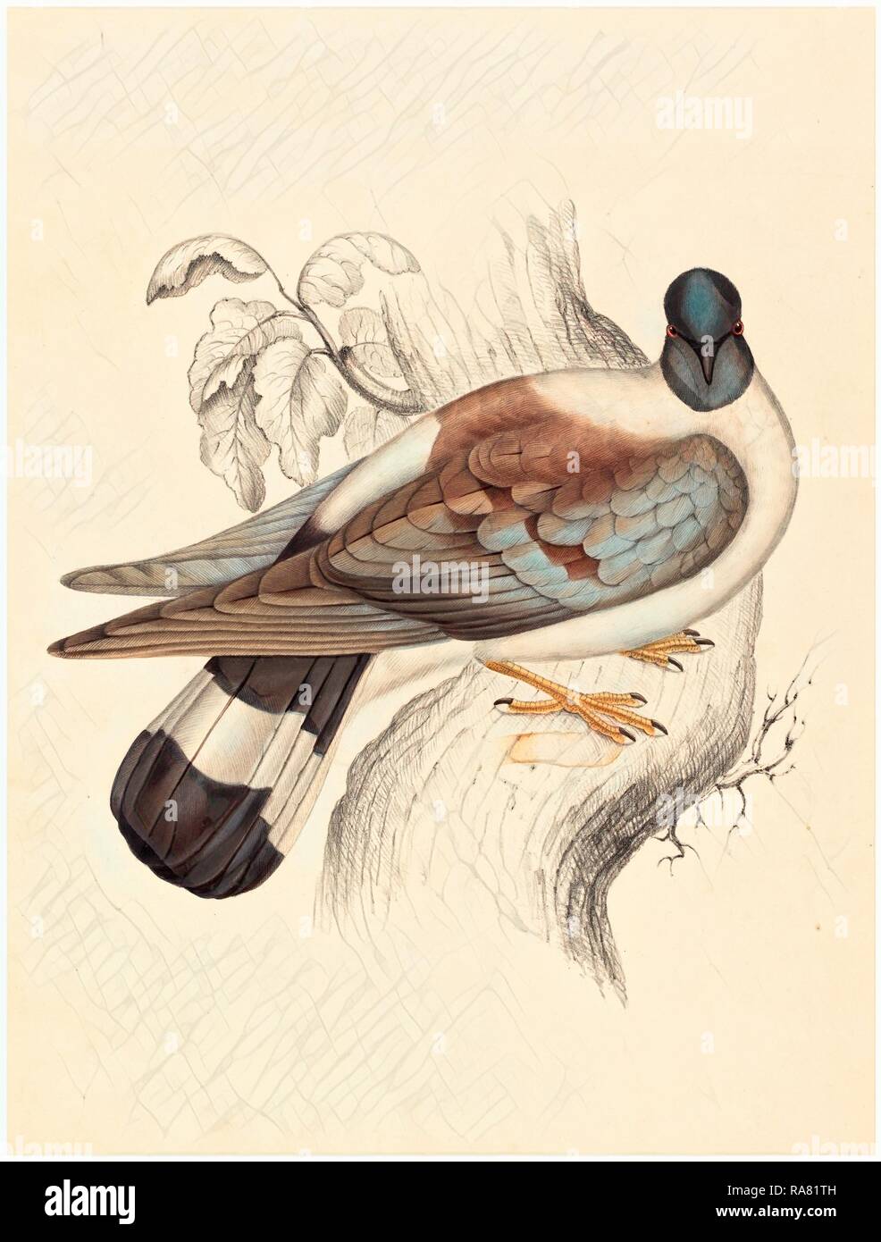 Elizabeth Gould (British, 1804 1841 ), Columba Leuconota (Snow Pigeon ...