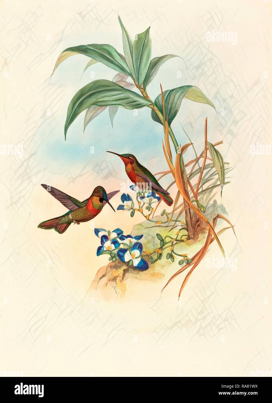 John Gould and H.C. Richter (British, 1804 1881 ), Clytolaema aurescens ...