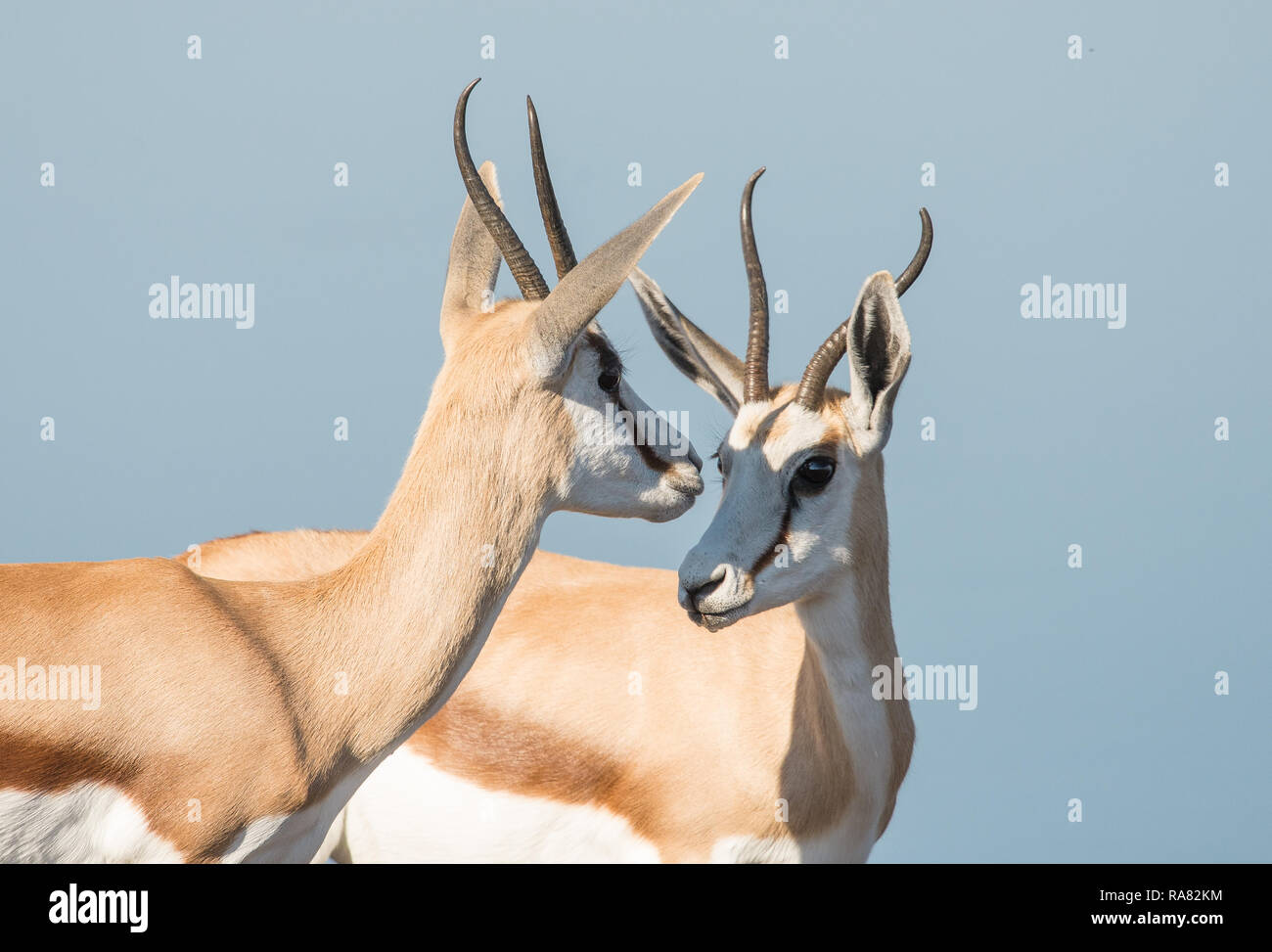 Springbok at a waterhole Stock Photo - Alamy