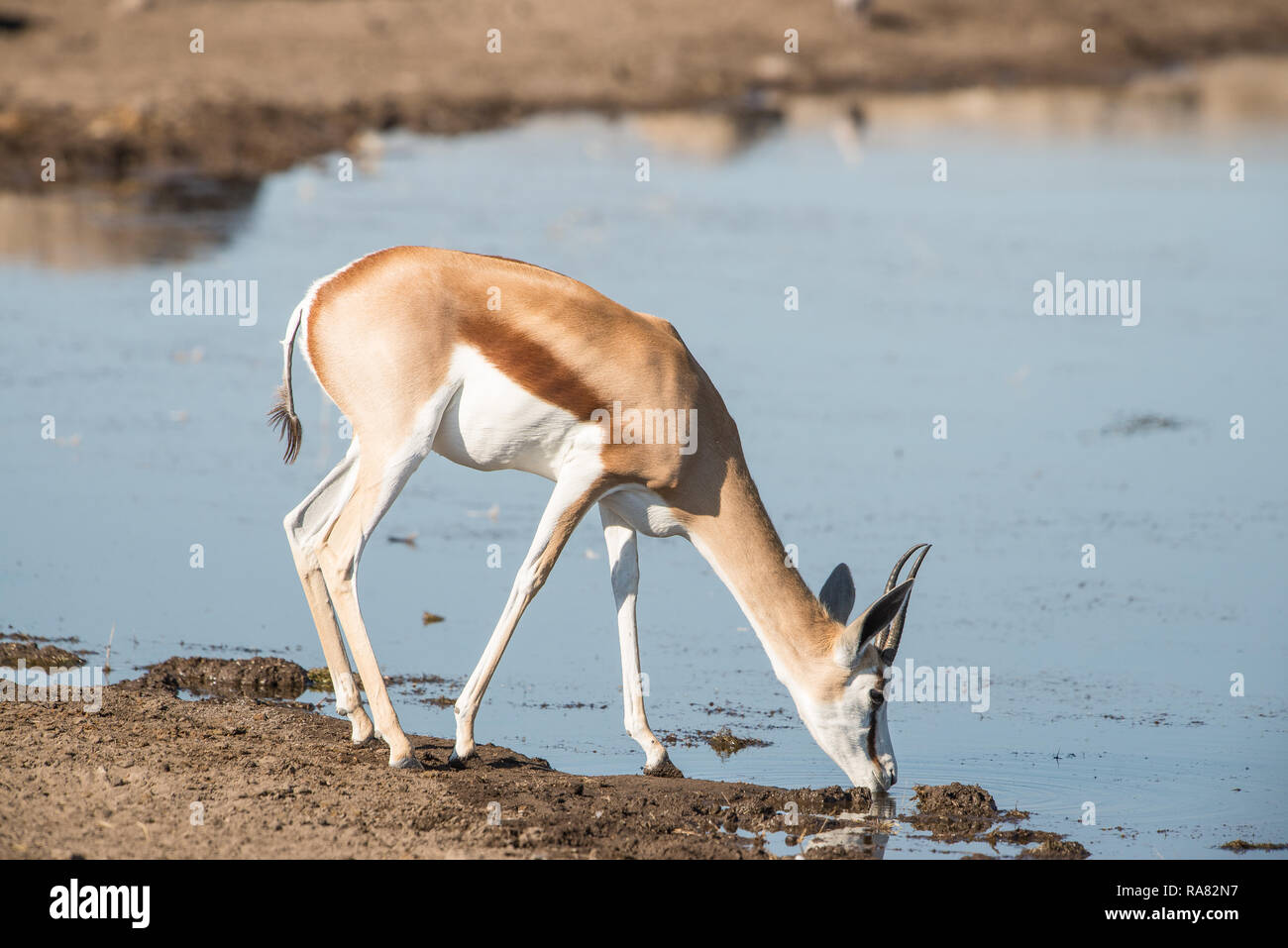 Springbok drinking water hi-res stock photography and images - Alamy