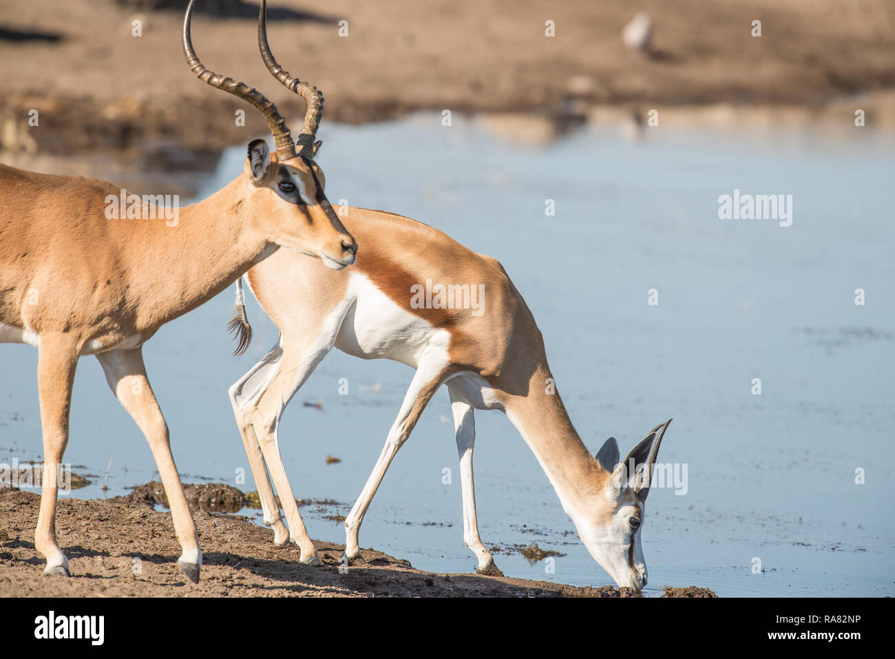 The springbok and the impala hi-res stock photography and images - Alamy