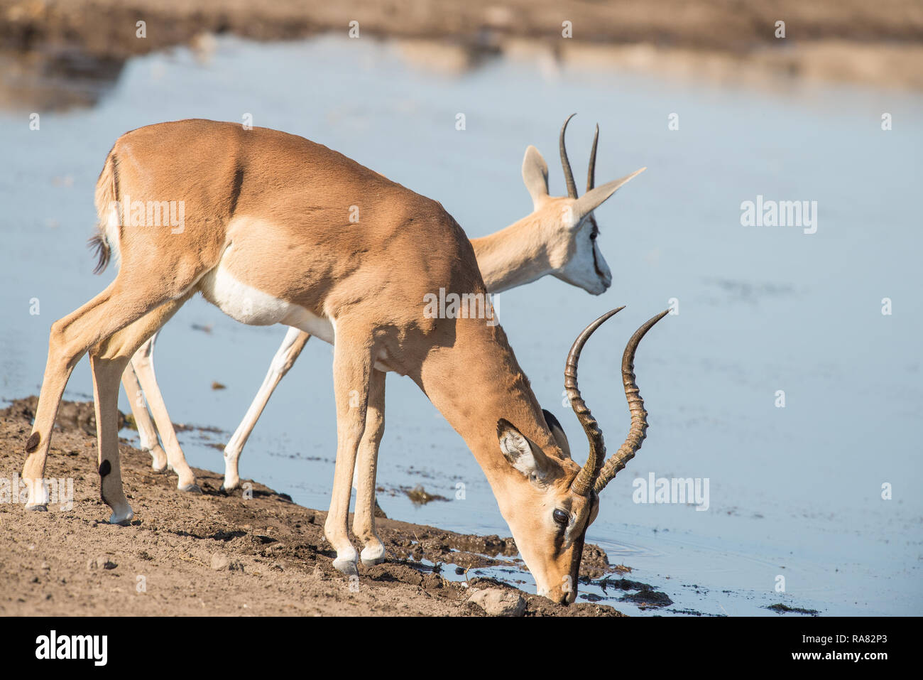 Black springbok hi-res stock photography and images - Alamy