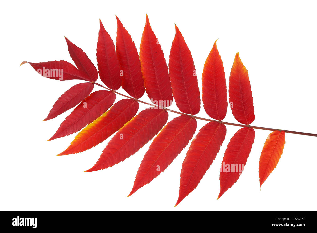 The perfect blade hi-res stock photography and images - Alamy