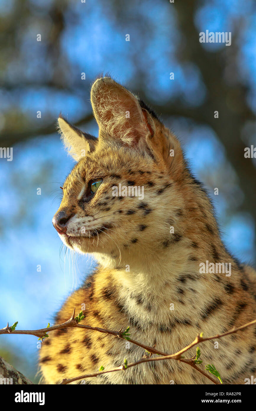 Serval resting on a tree in natural habitat with blurred background ...