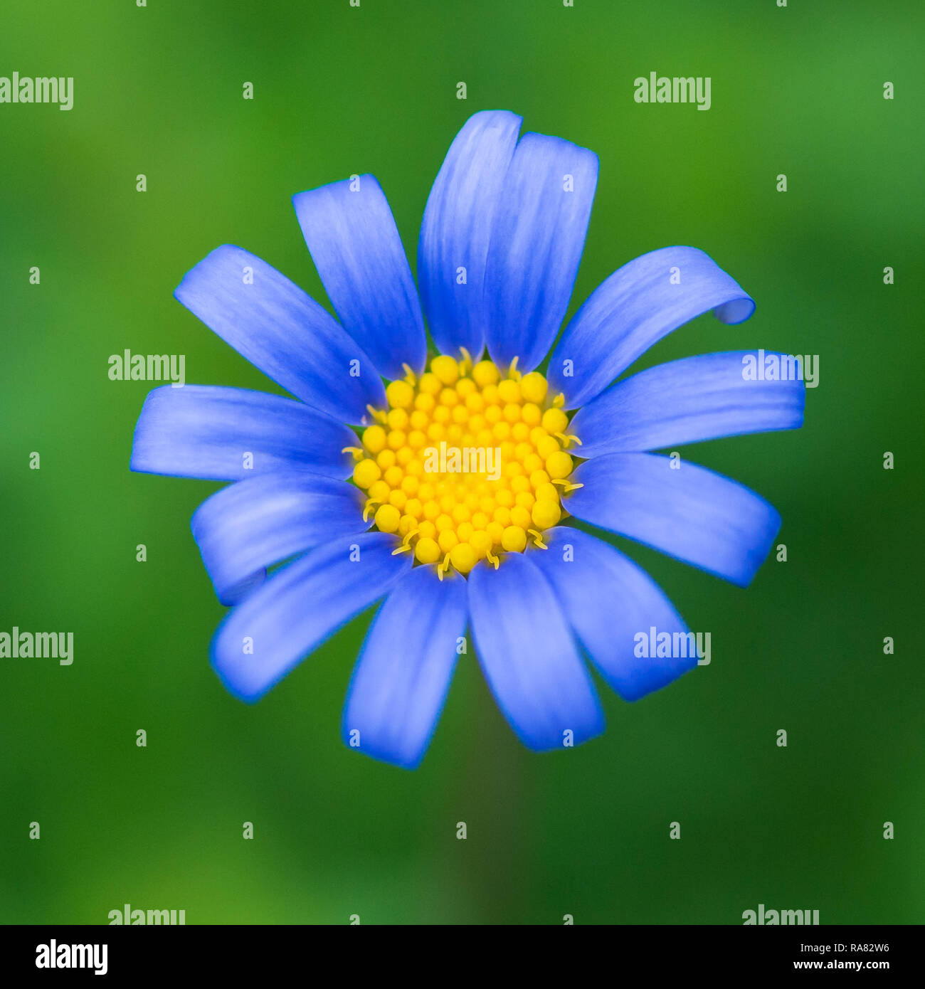 Blue marguerite hi-res stock photography and images - Alamy