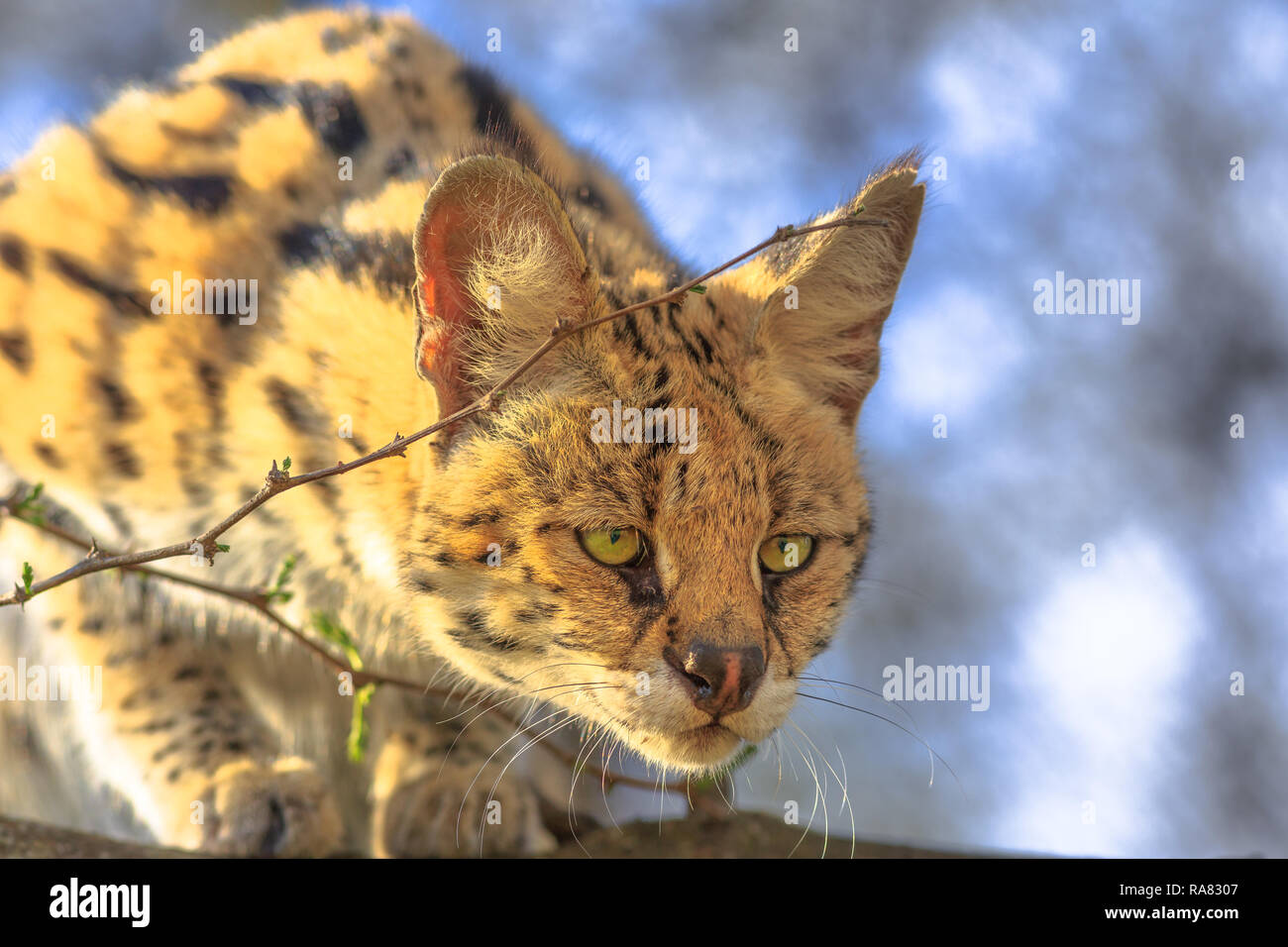 Front view of Serval, Leptailurus serval, on a tree in natural habitat ...