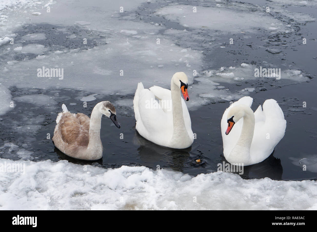 A flock of swans freezes from the cold on a winter ice lake and eat ...