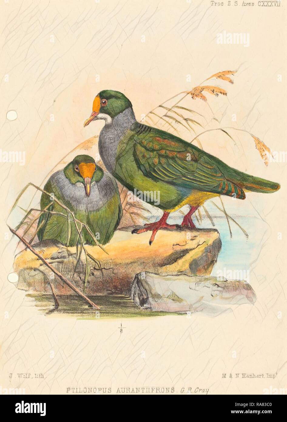 Joseph Wolf (British, 1820 - 1899), Two Birds (Ptilonopus Auranthfrons ...