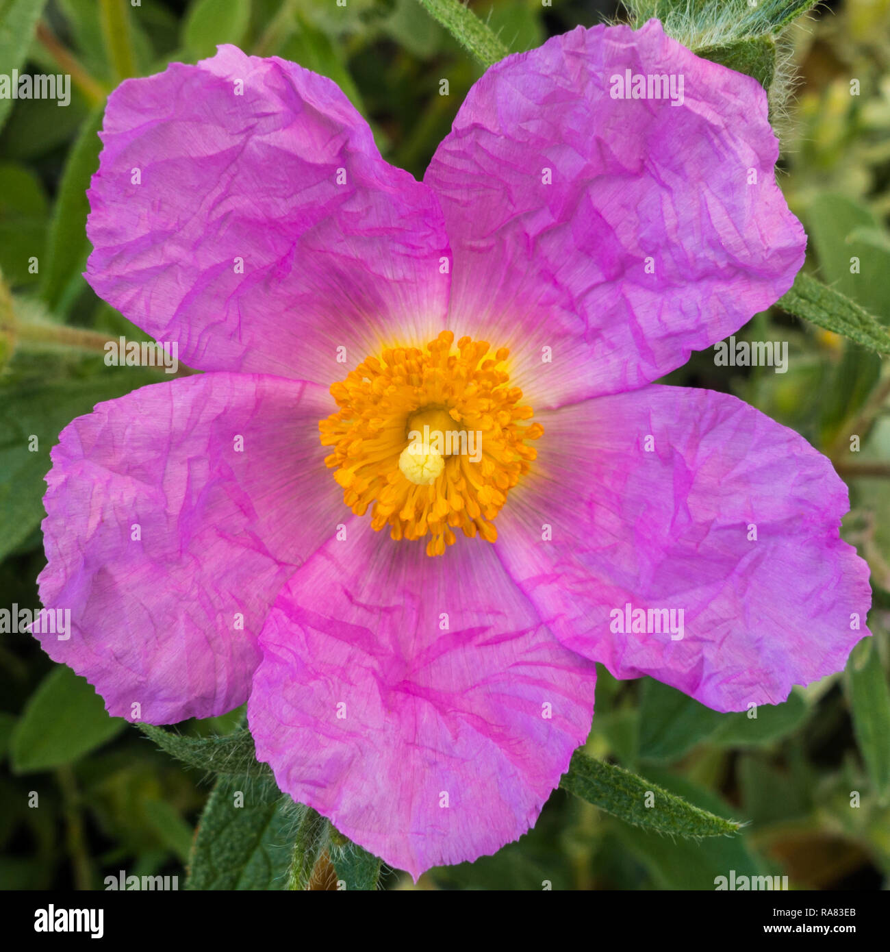 Pink cistus hi-res stock photography and images - Alamy