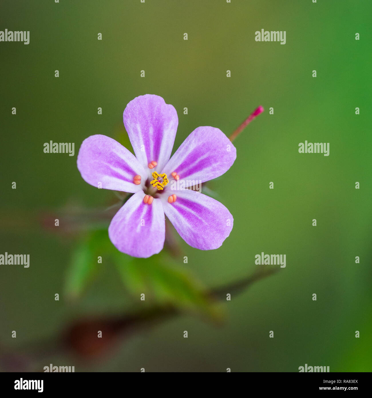 Robert bloom hi-res stock photography and images - Alamy