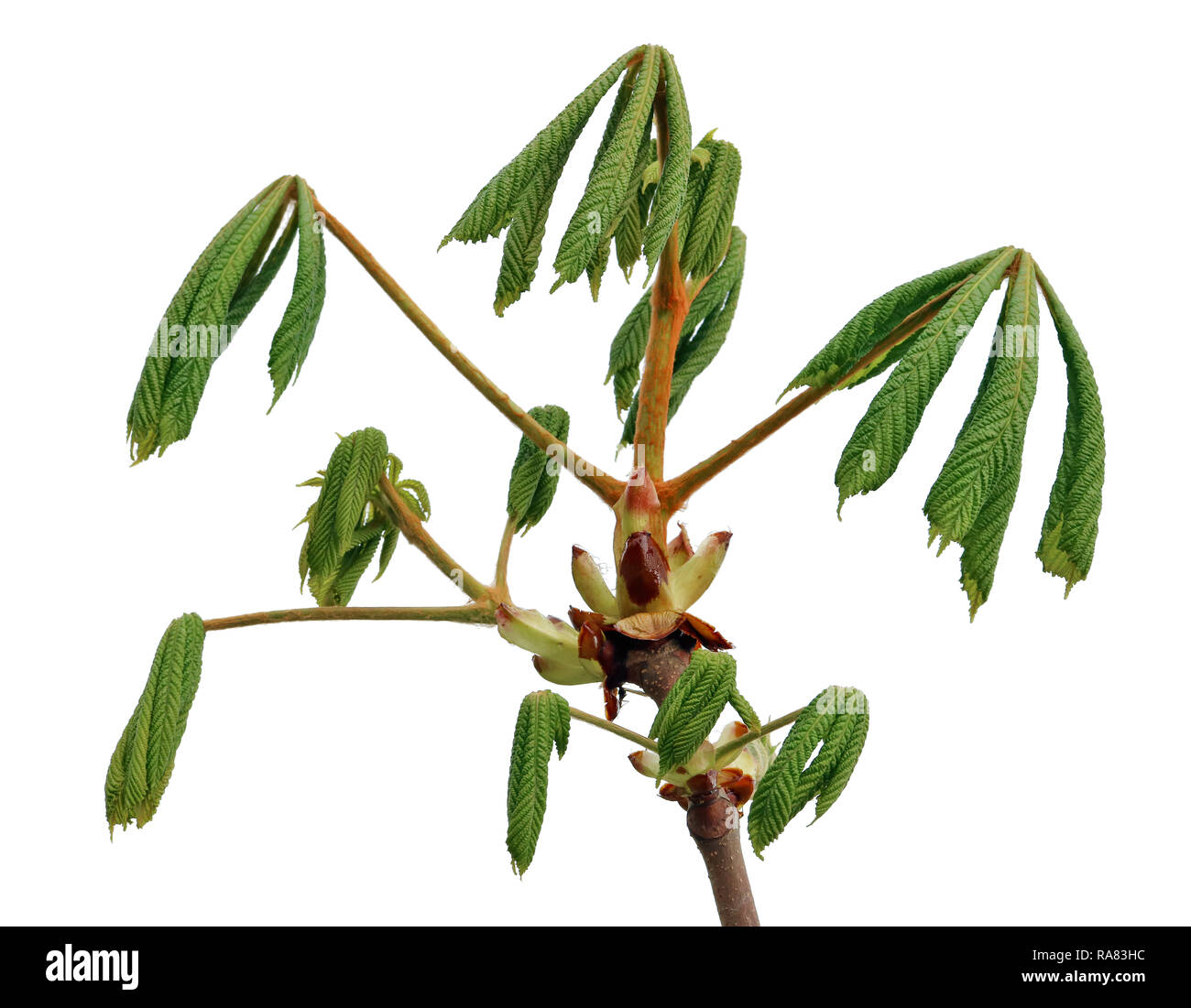 April spring branch with green fresh leaves of the chestnut tree ...