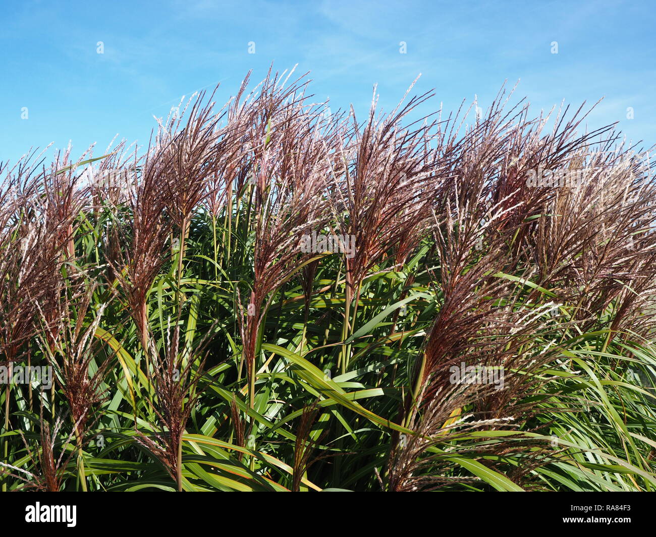Miscanthus sinensis (Chinese silver grass) blowing in the autumn breeze ...