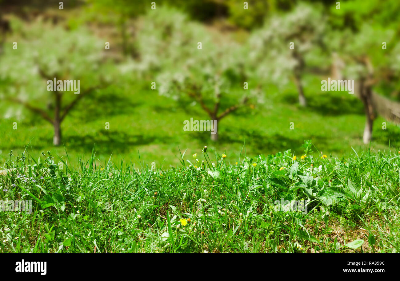 green grass and fresh spring background Stock Photo - Alamy
