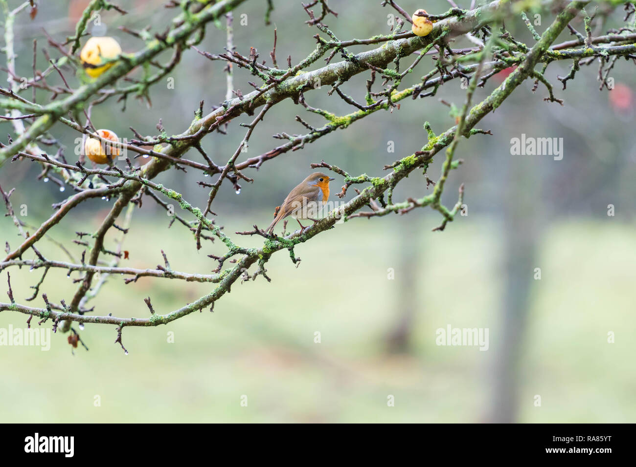 Robin in tree hi-res stock photography and images - Alamy