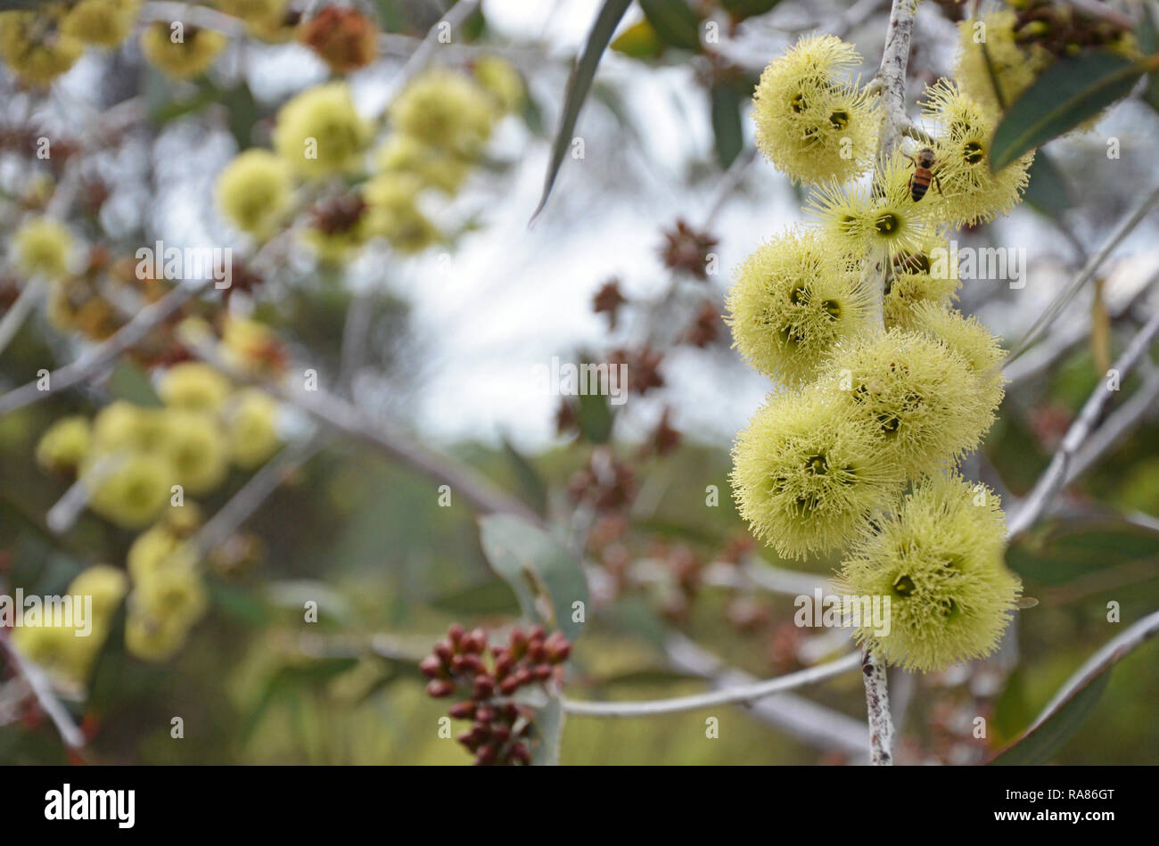 Yellow flowers and buds of the Desmond Mallee, Eucalyptus desmondensis ...