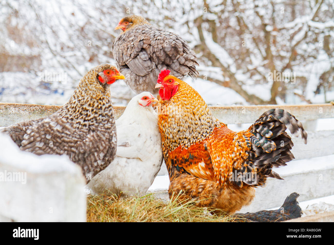 Chickens eating bio hi-res stock photography and images - Alamy
