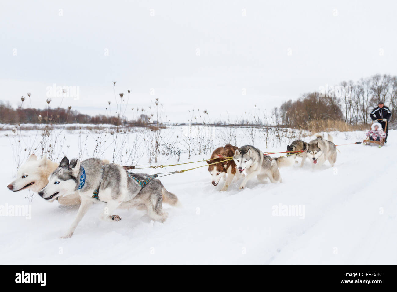 dogs pull sled on a winter day Stock Photo - Alamy