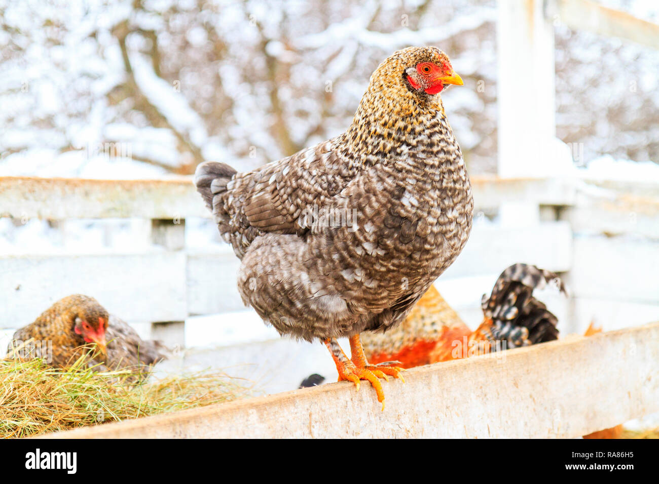 Beautiful farm on snowy day hi-res stock photography and images - Alamy
