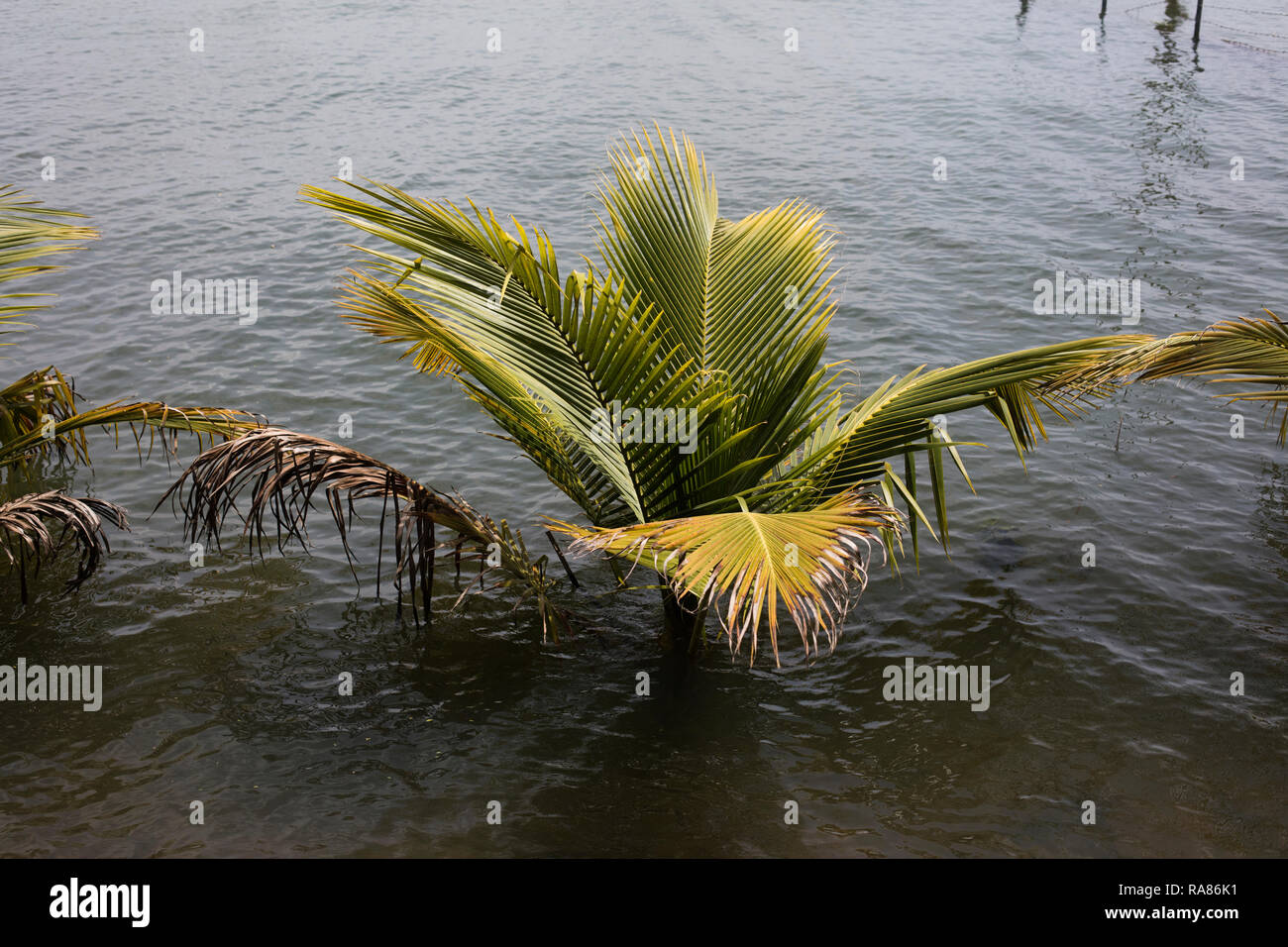 Monsoon india farm hi-res stock photography and images - Alamy