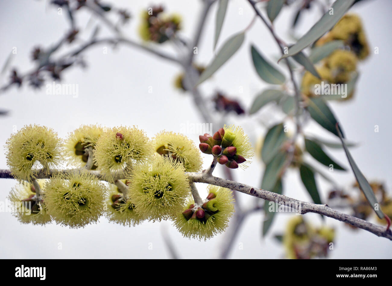 Yellow flowers and buds of the Desmond Mallee, Eucalyptus desmondensis ...