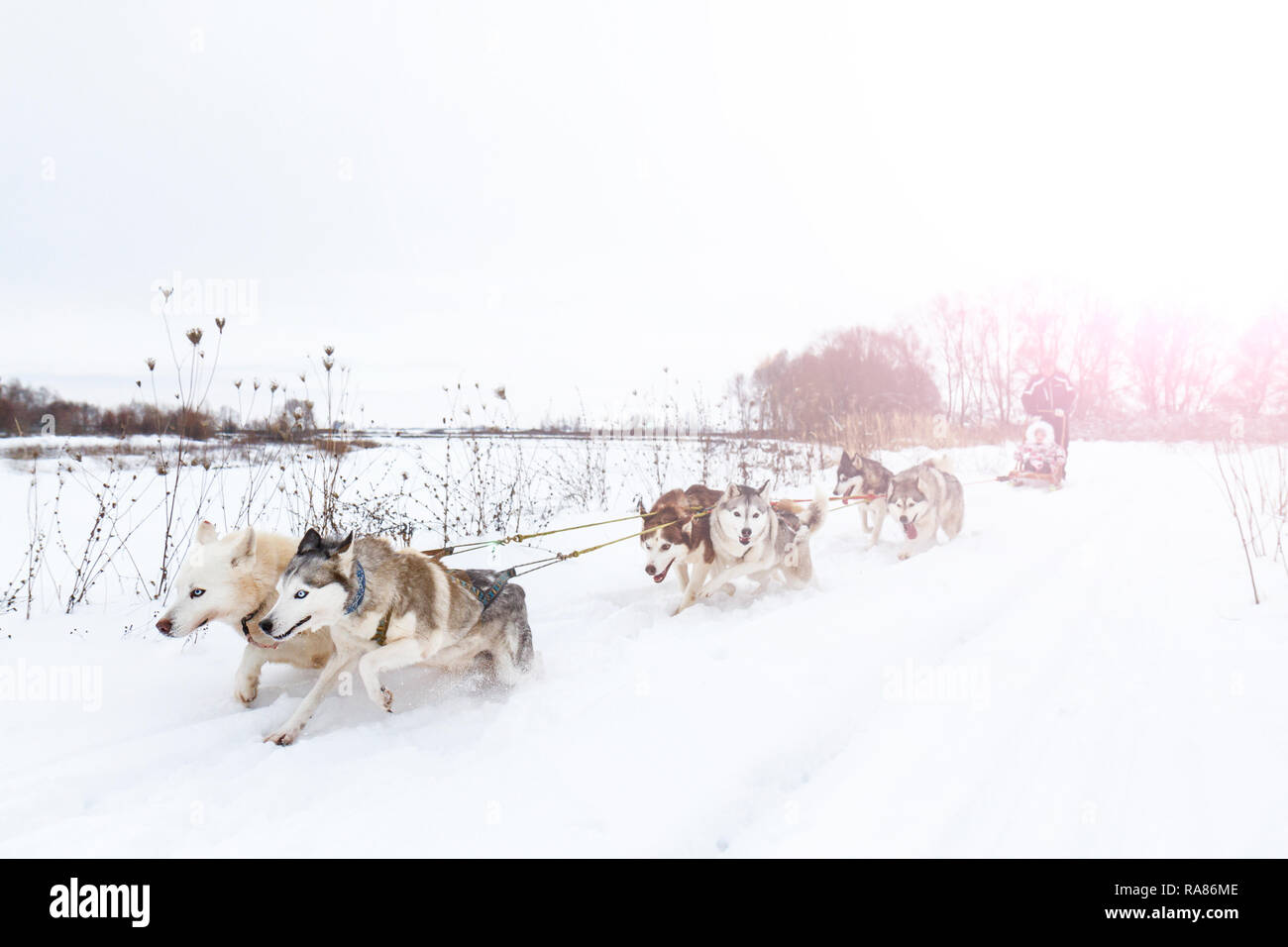 Siberian husky race team hi-res stock photography and images - Alamy