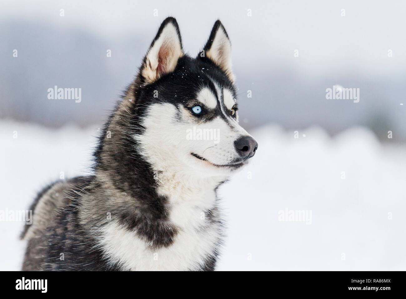 Husky is watching closely Stock Photo - Alamy
