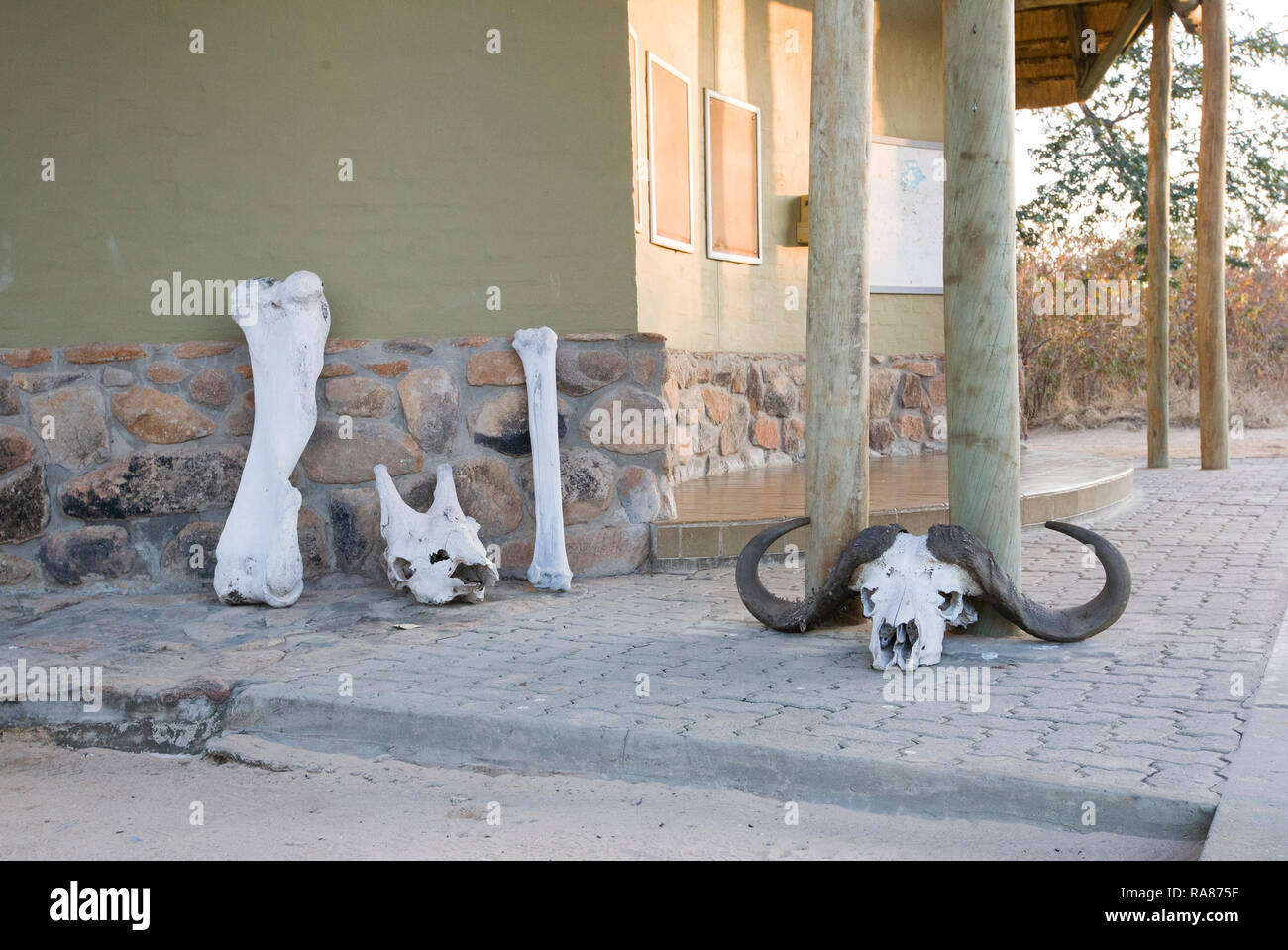 Skulls and Bones of Wild animals near the entrance of the national park ...