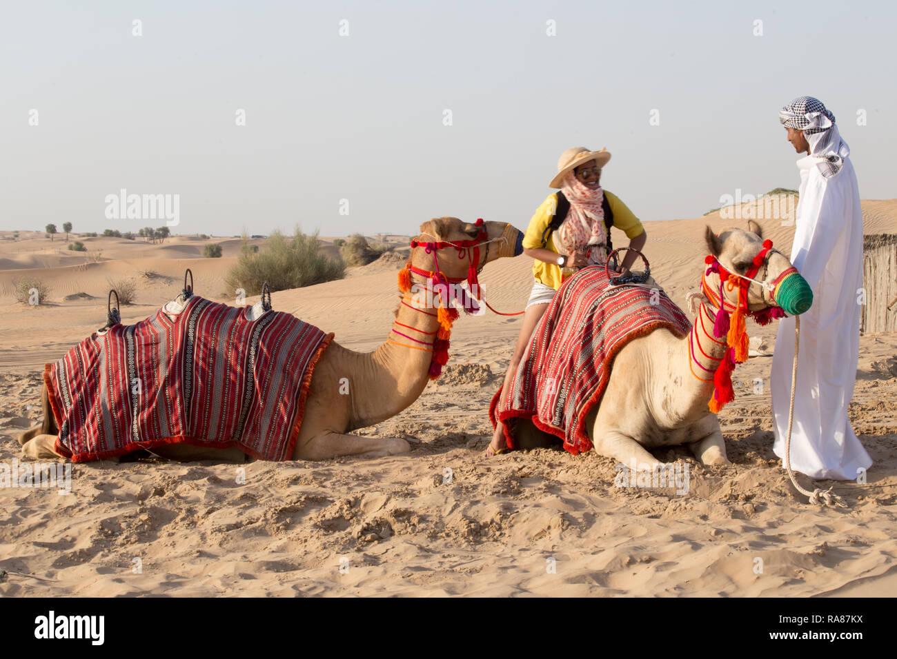 Camel safari in the desert outside Dubai in the United Arab Emirates ...