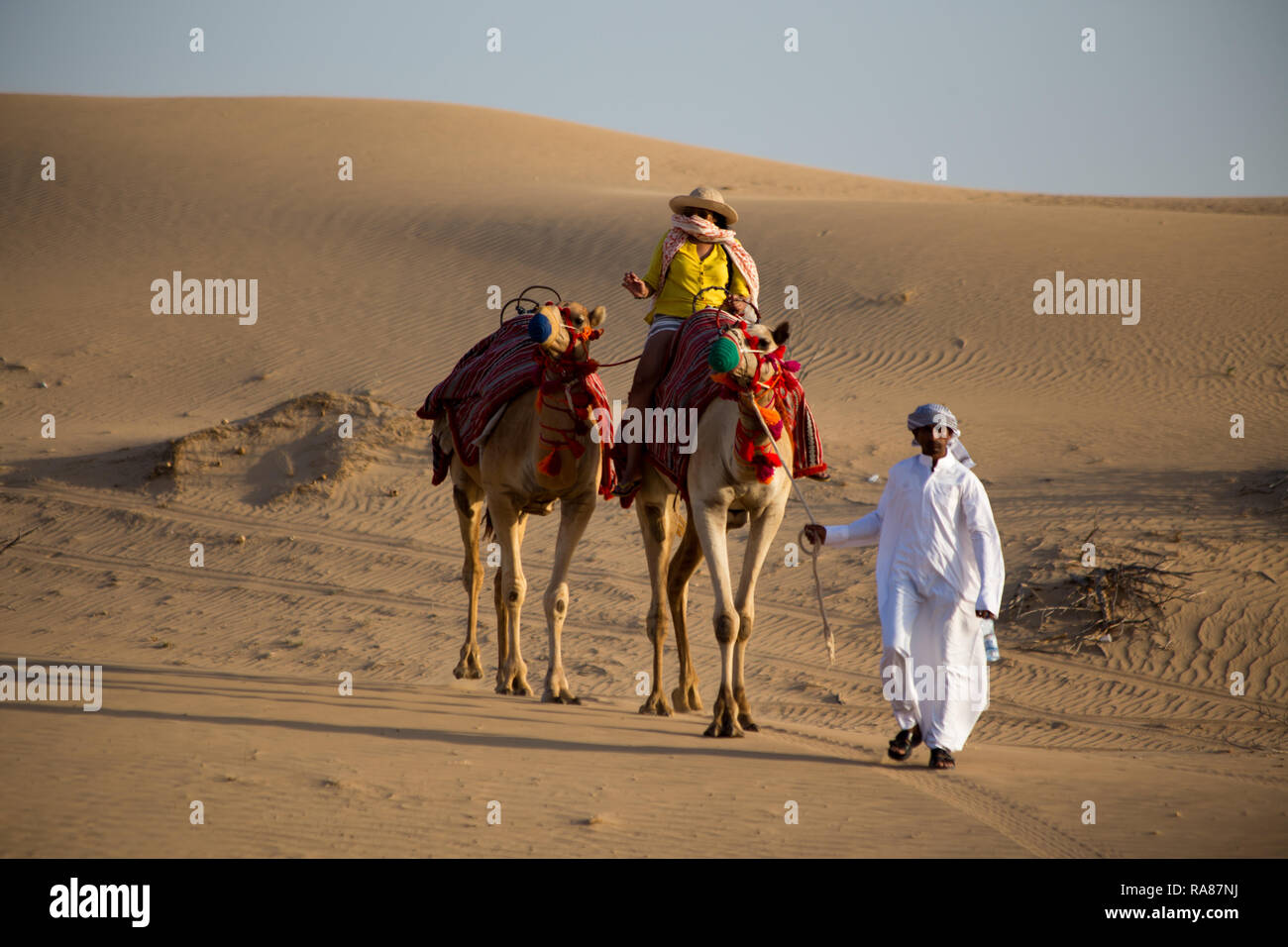 Camel safari in the desert outside Dubai in the United Arab Emirates ...