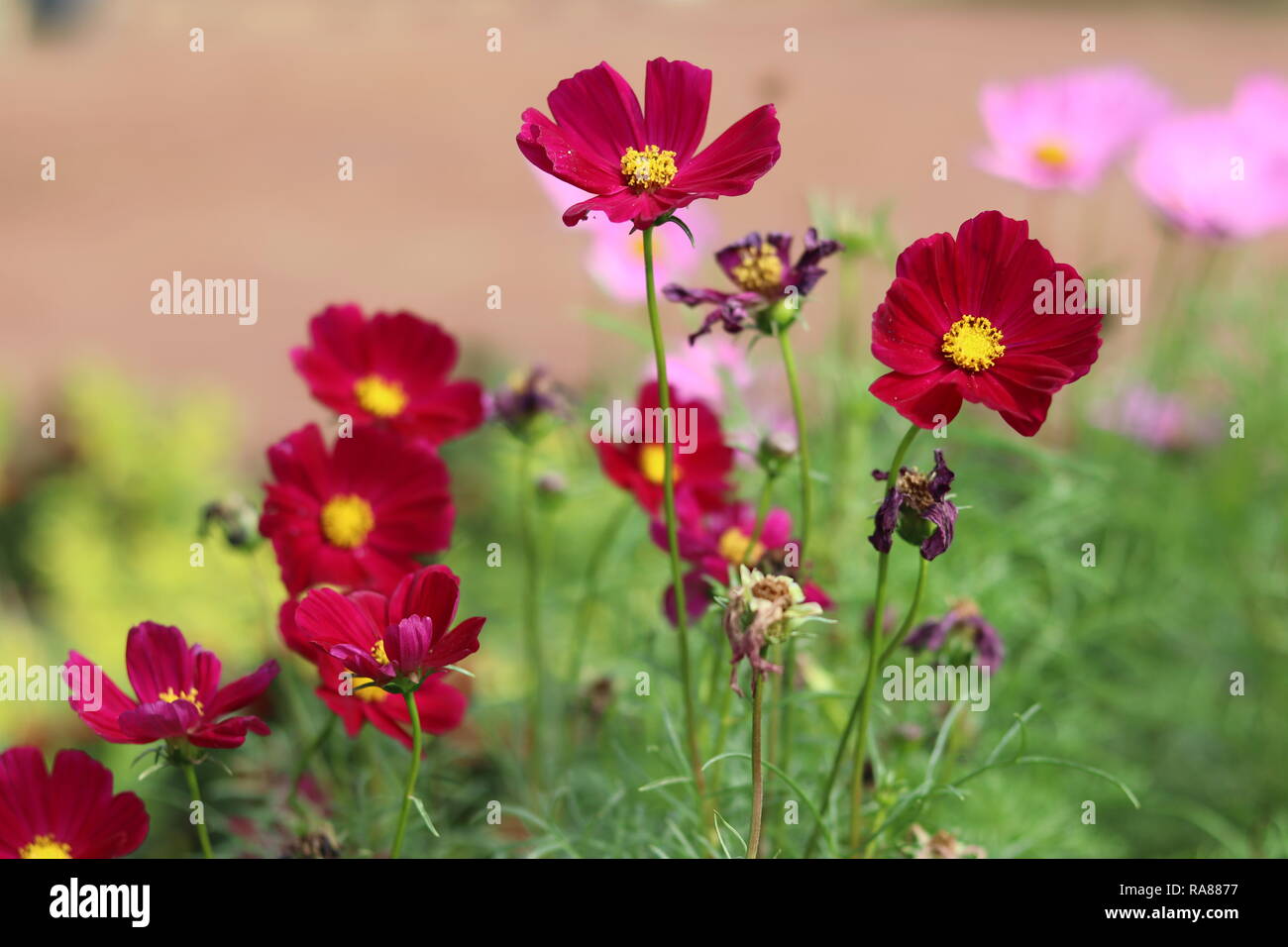 Beautiful cosmos flowers Stock Photo - Alamy