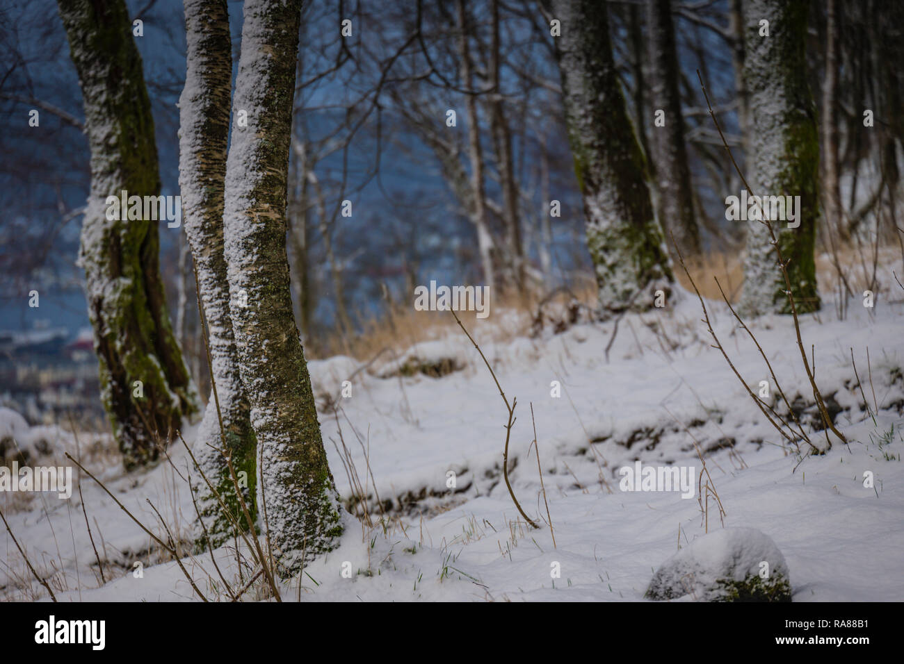 Birch Trees, Mount Floyen, Bergen, Norway Stock Photo - Alamy