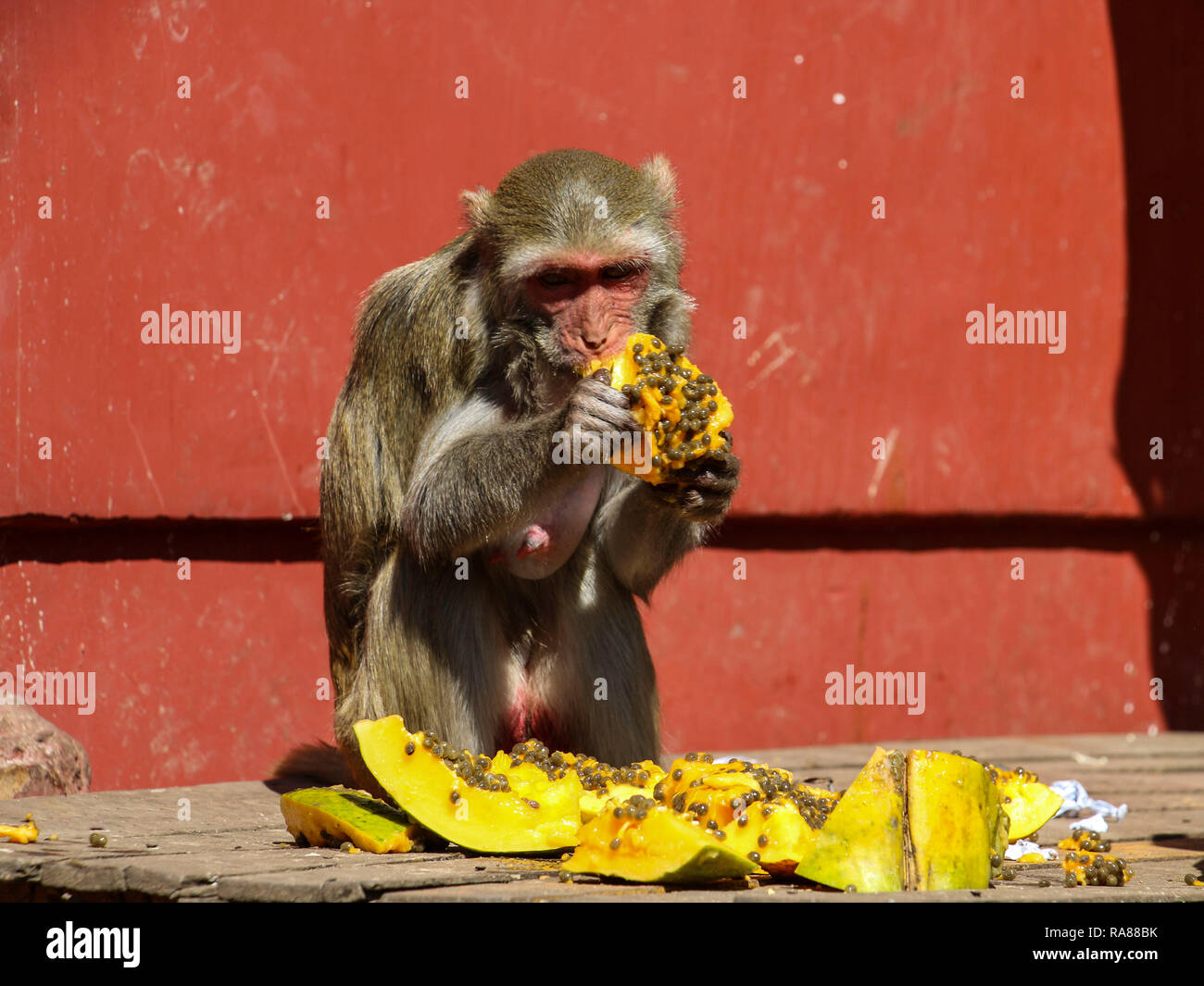 Monkey eating papaya Stock Photo - Alamy