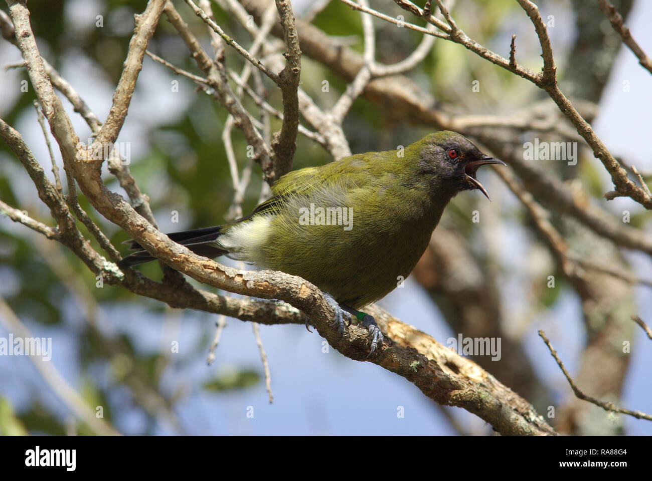 A Bellbird, (Korimako or makomako), Anthornis melanura Stock Photo - Alamy