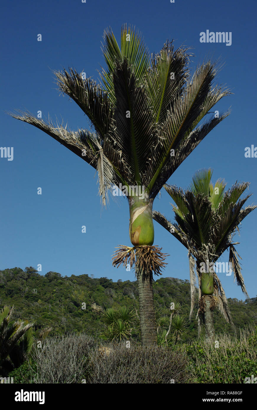 New Zealand palms, Rhopalostylis sapida Stock Photo - Alamy