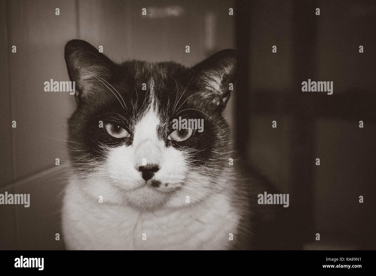 Beautiful cat expression Stock Photo - Alamy