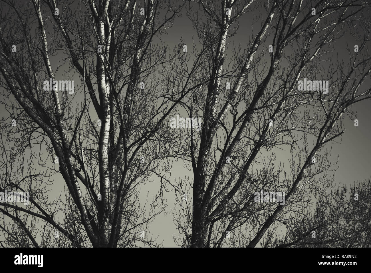 sepia toning tree branchs Stock Photo - Alamy