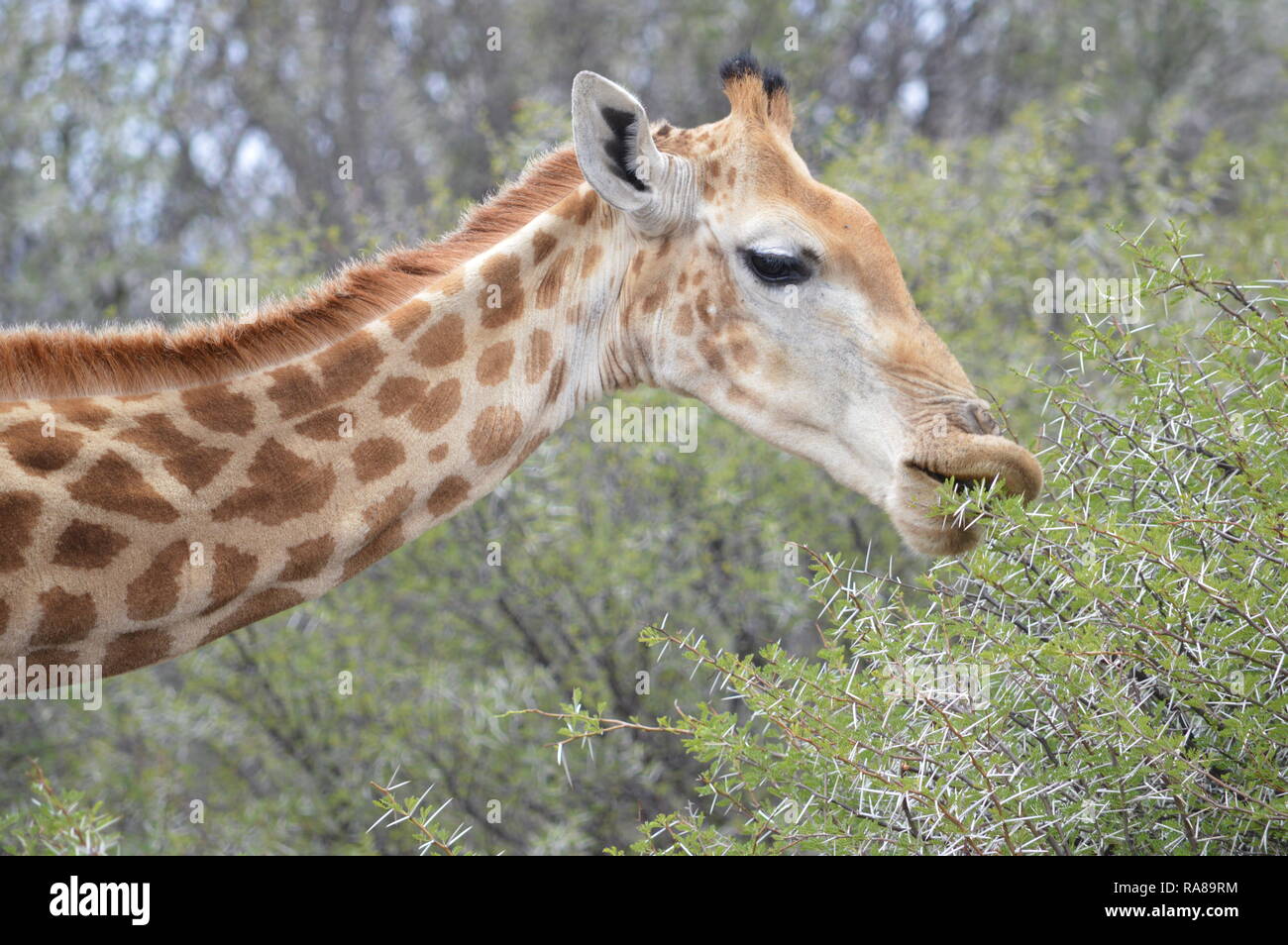 Giraffe eating close hi-res stock photography and images - Alamy