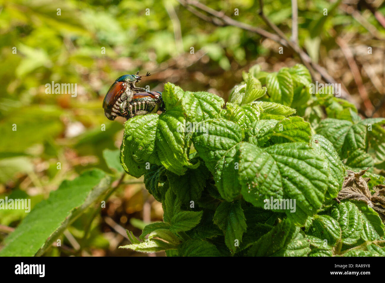 Close up of Japanese beetle insects mating against a background of ...