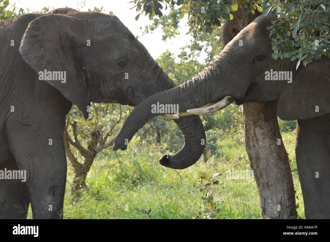 Elephant siblings hugging Stock Photo - Alamy