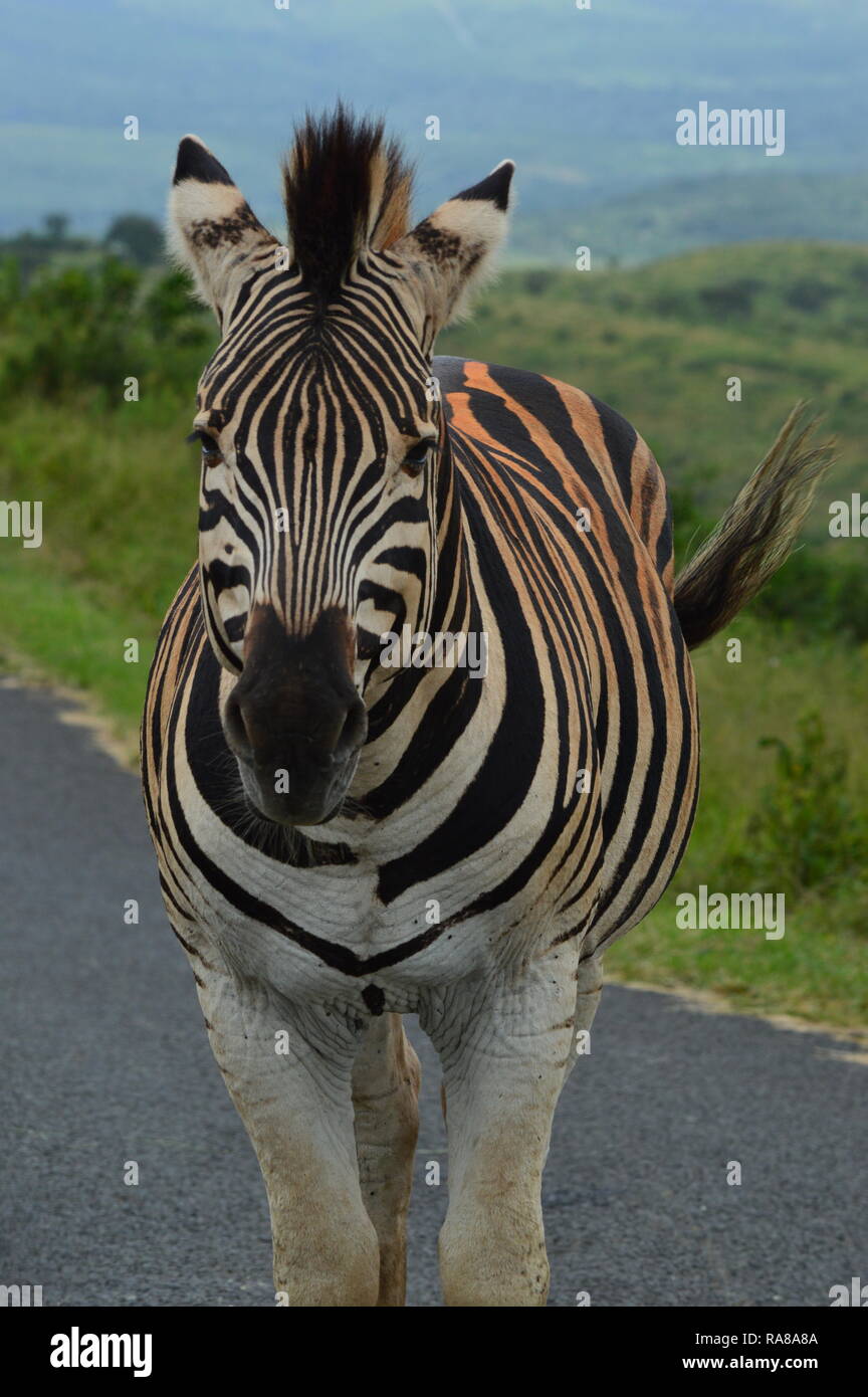 Beautiful Zebra Close-Up Stock Photo - Alamy