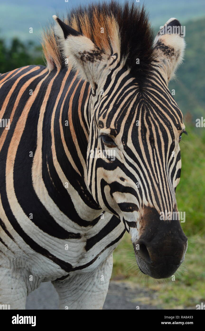 Beautiful Zebra Close-Up Stock Photo - Alamy